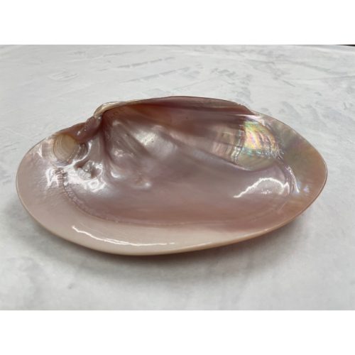 Pink Mother of Pearl